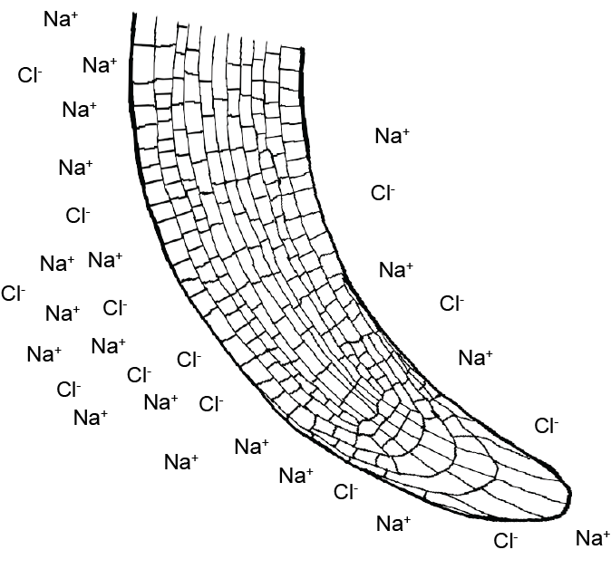 How plants avoid salt – Plant en Zo