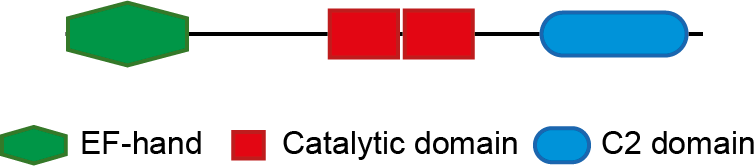 PLC sandwich – Plant en Zo