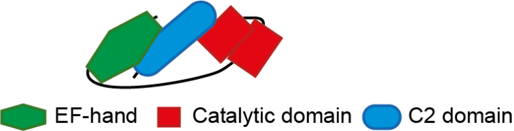 PLC sandwich – Plant en Zo