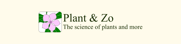 Twisting stems and the golden rule – Plant en Zo